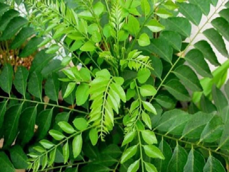 Kadipatta Leaves Or Curry Leaves Benefits | काळ्याभोर केसांसाठी वरदान ...