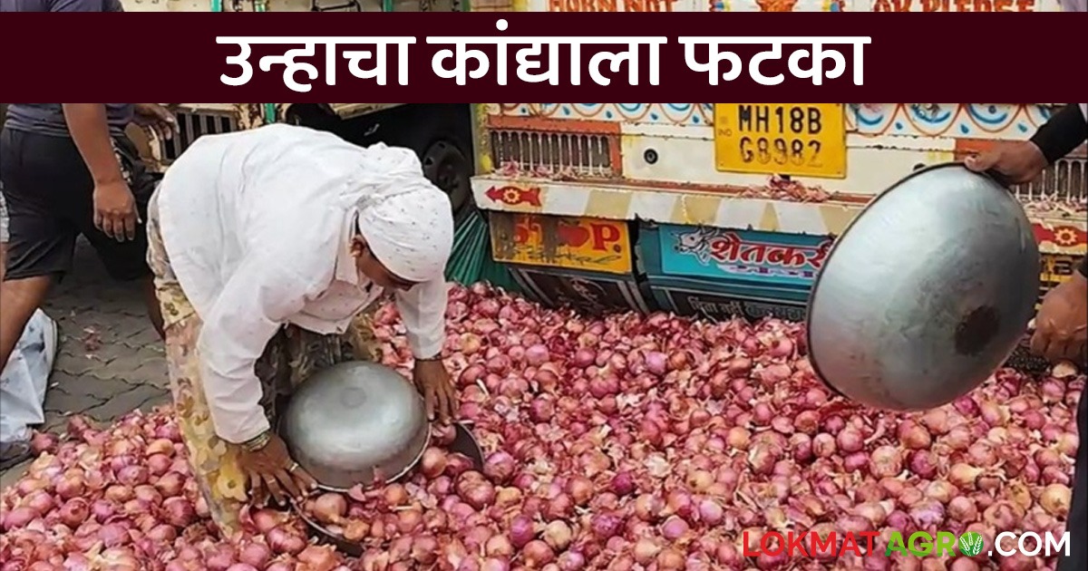 Agriculture News : उन्हाच्या तडाख्याने कांदा सडला, कांदा साठवणही ...