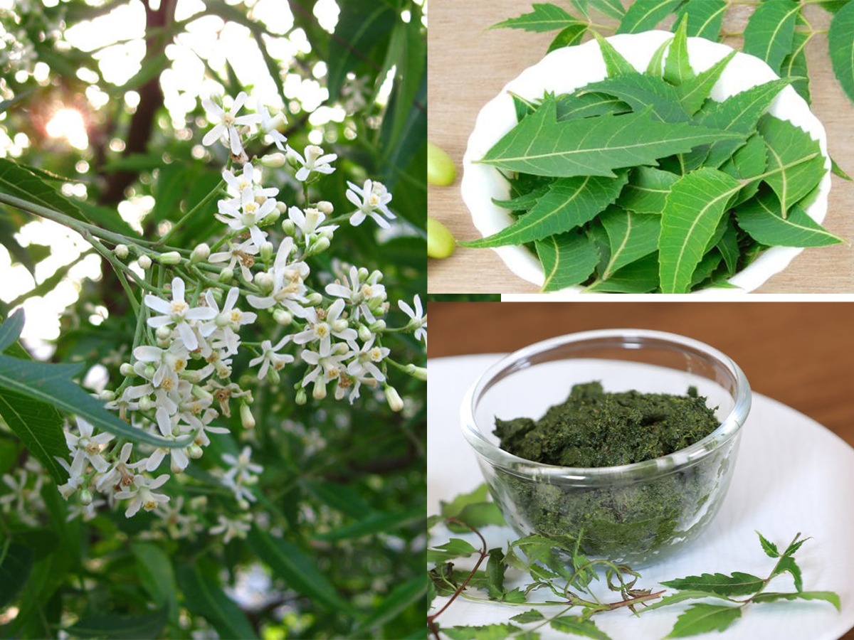 गुढीपाडव्याला कडुनिंब खातात त्याचं शास्त्रीय महत्त्व काय? नेमका किती ...