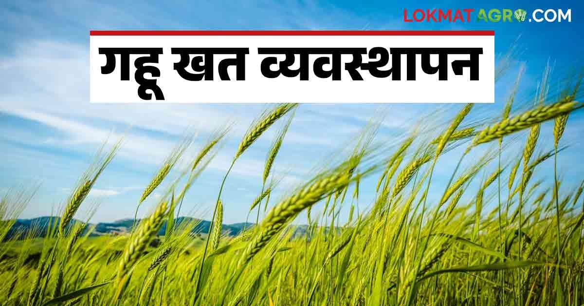 Gahu Khat Vyasthapan : गव्हाच्या अधिक उत्पादनांसाठी खत व्यवस्थापन समजून ...
