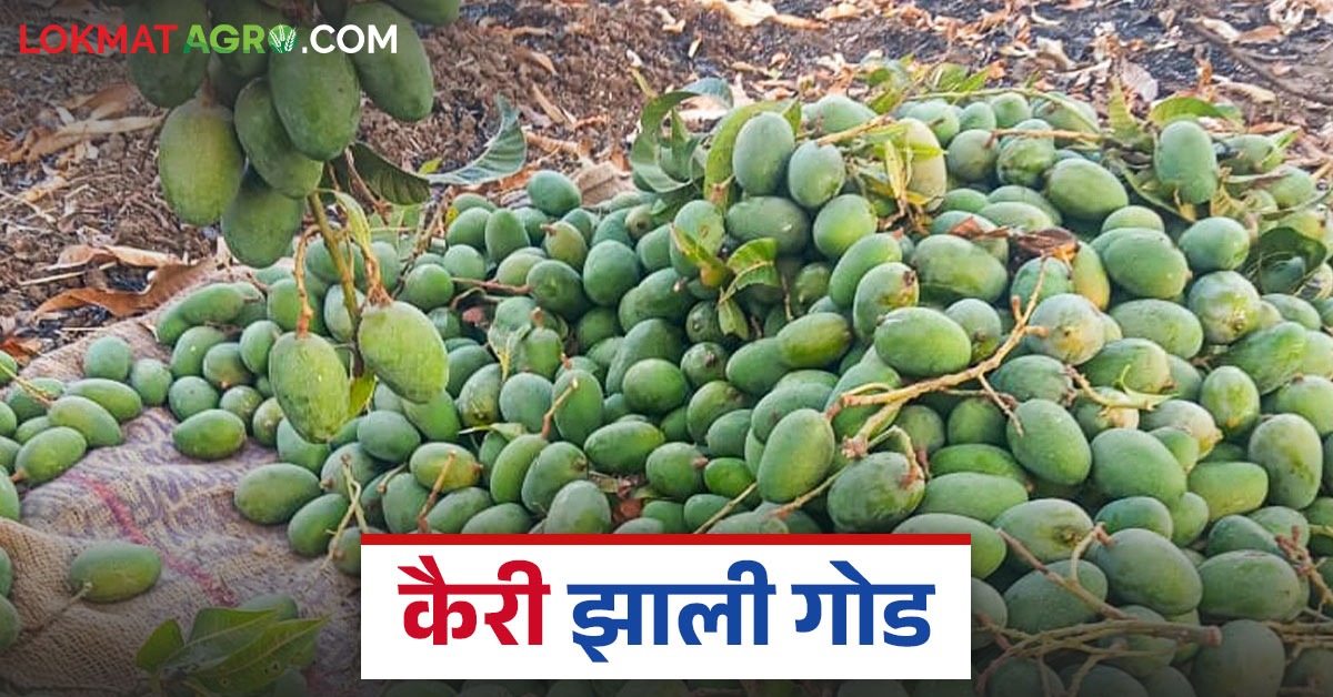 Mangoes will be sweet for farmers this year read the reason