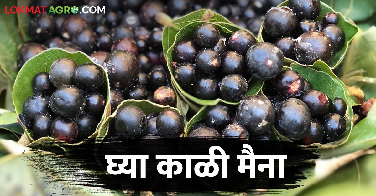 उन्हाळ्यात आरोग्यदायी डोंगराची काळी मैना खातेय भाव | In summer, the ...