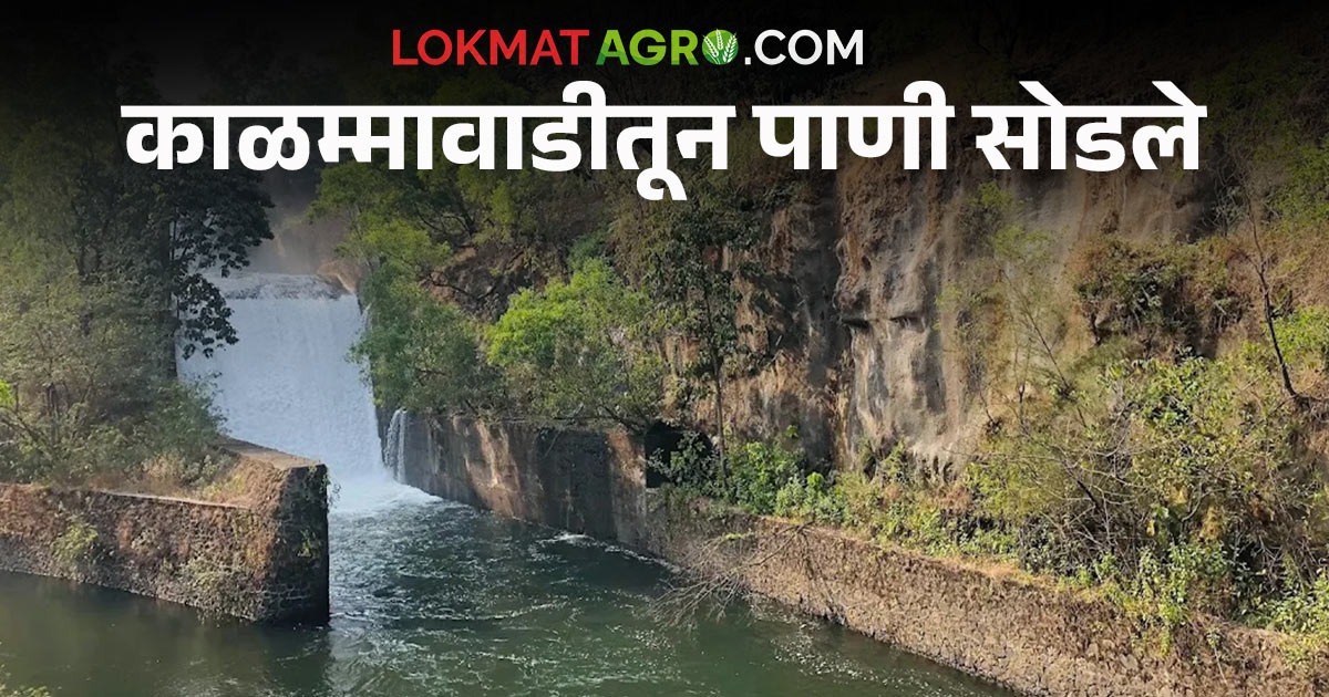 Kalammawadi Dam : अखेर काळम्मावाडी धरणातून उजव्या कालव्यात पाणी सोडले ...