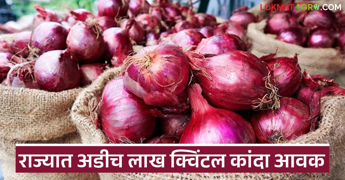 राज्याच्या कोणत्या जिल्ह्यात कांद्याला समाधानकारक दर? वाचा आजचे कांदा ...