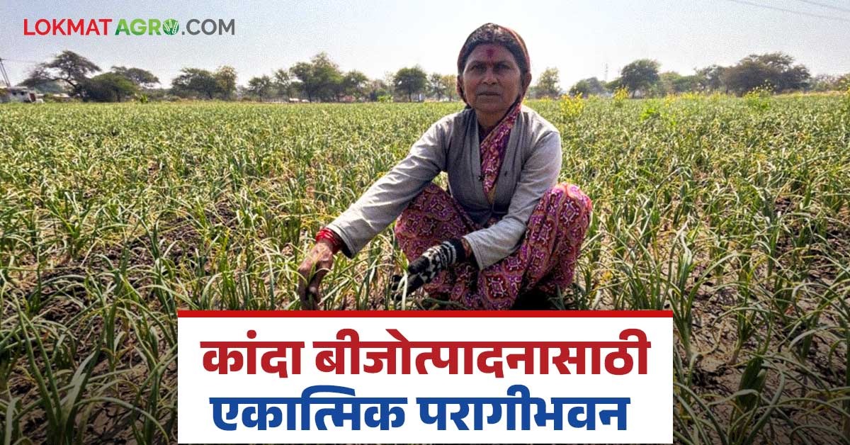 Kanda Farming : कांदा बीजोत्पादनासाठी परागीकरण चांगले होण्याकरिता काय ...
