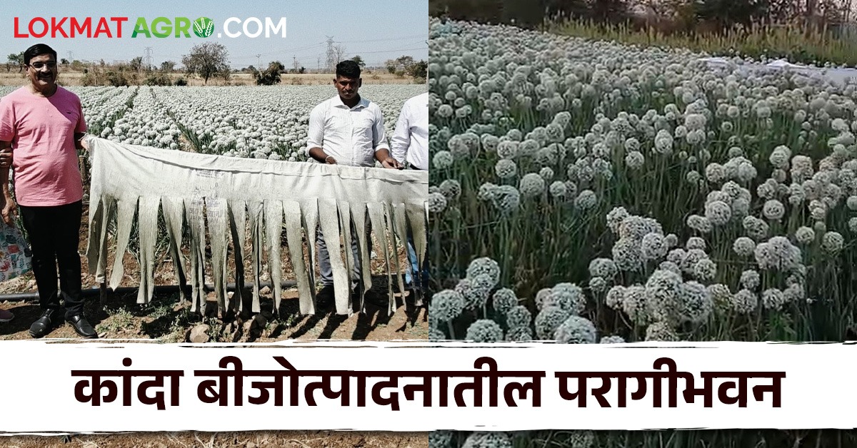 Kanda Farming : कांदा फुलात परागीभवनासाठी मधमाशाचं नाही, 'हे' करून पहा ...