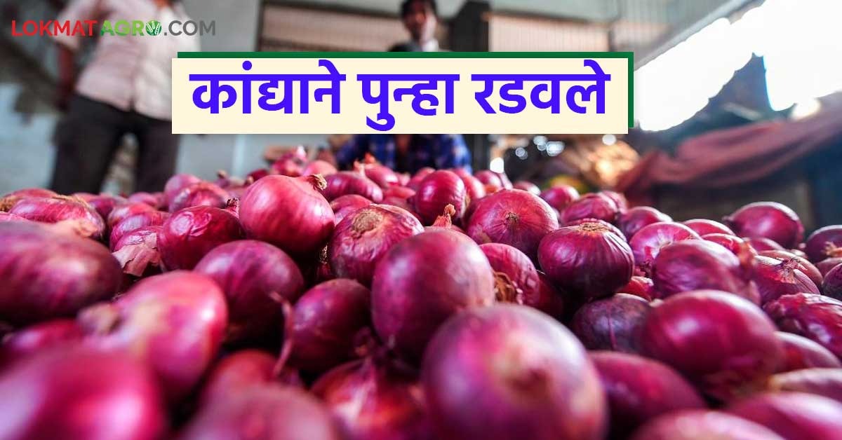 latest news Kanda Market Update read in details