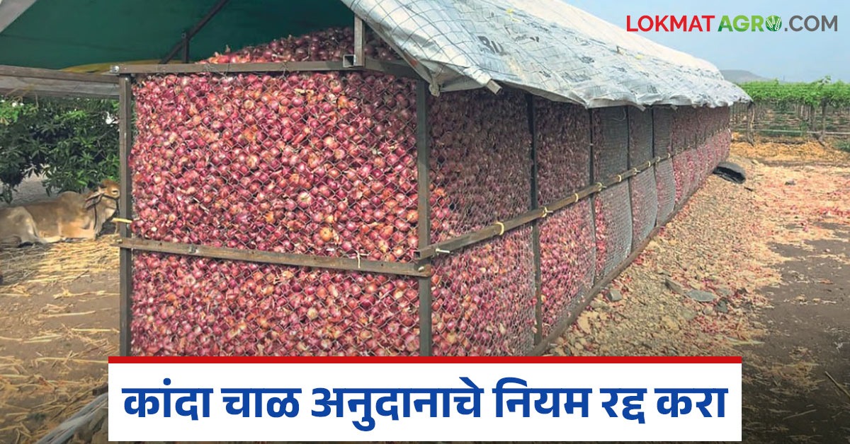 Kanda Chal : 'मागेल त्याला' या तत्त्वावर कांदा चाळ द्या, शिवाय अनुदानात ...