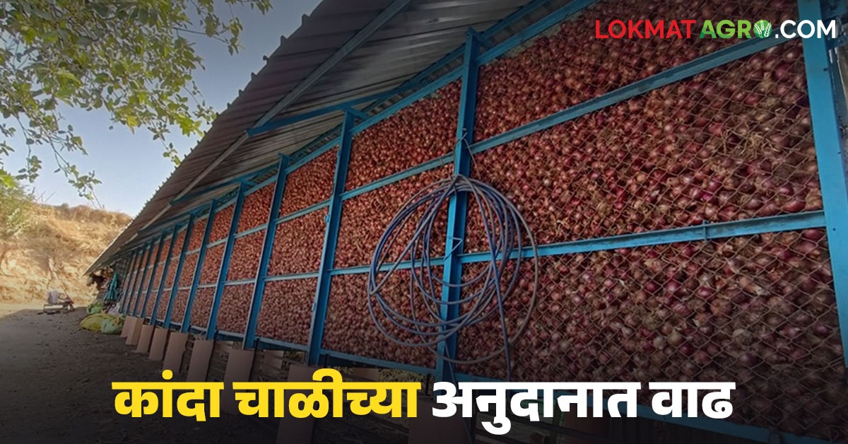 राष्ट्रीय कृषि विकास योजनेंतर्गत कांदाचाळ उभारणी घटकाच्या अनुदानात झाली ...