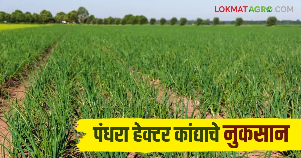 Kanda Issue : कांदा नुकसानीची मालिका सुरूच, येवल्यात 17 शेतकऱ्यांचा ...