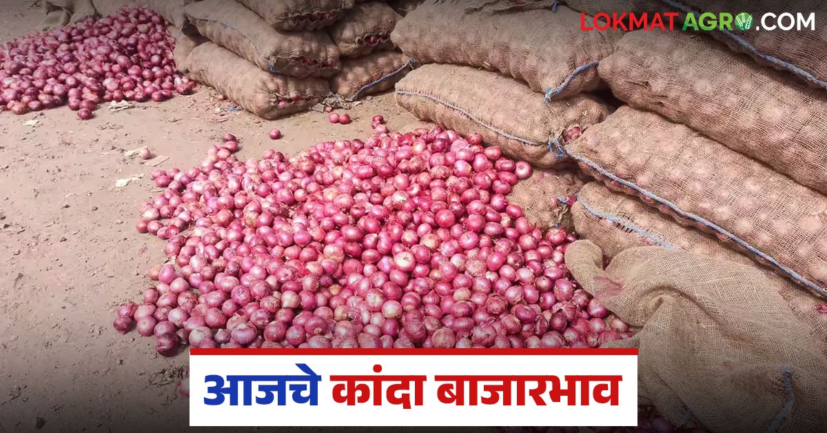 Kanda Bajarbhav : लासलगाव, पिंपळगाव मार्केटला उन्हाळ कांद्याला काय दर ...