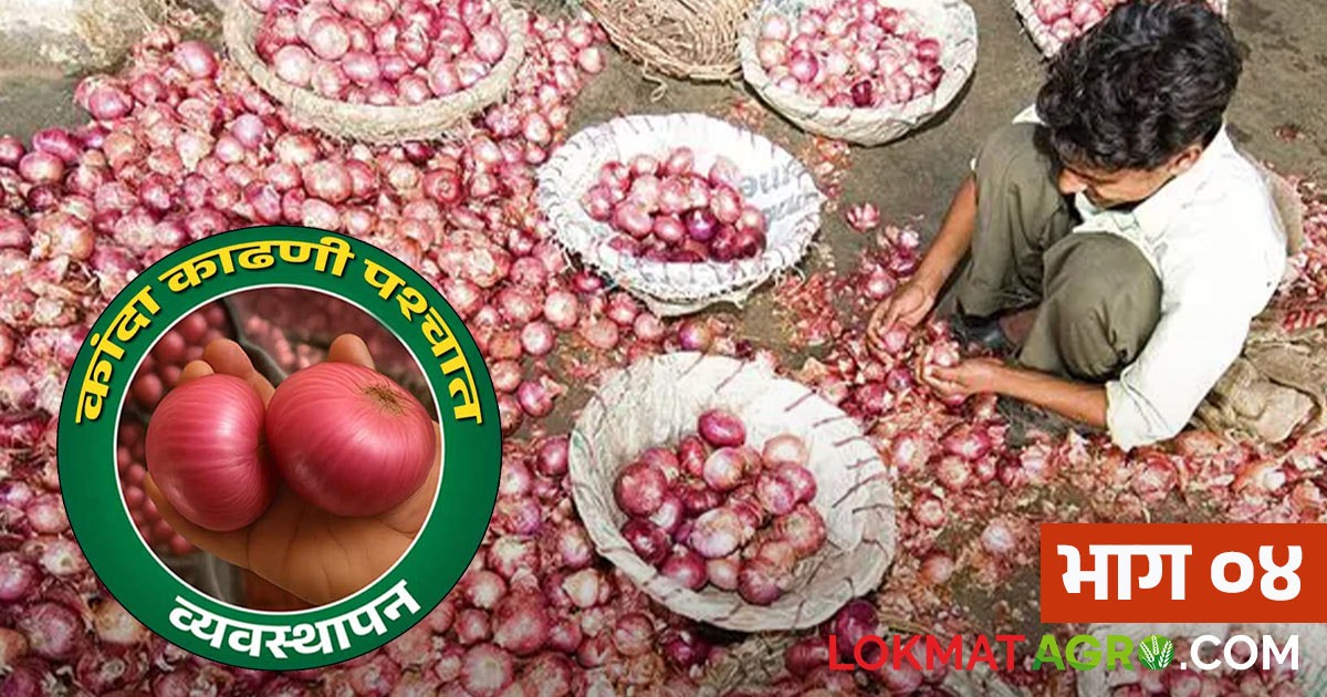 Kanda Chal : कांदा चाळीची 'अशी' उभारणी करा, कांदा सडणार नाही, वाचा ...