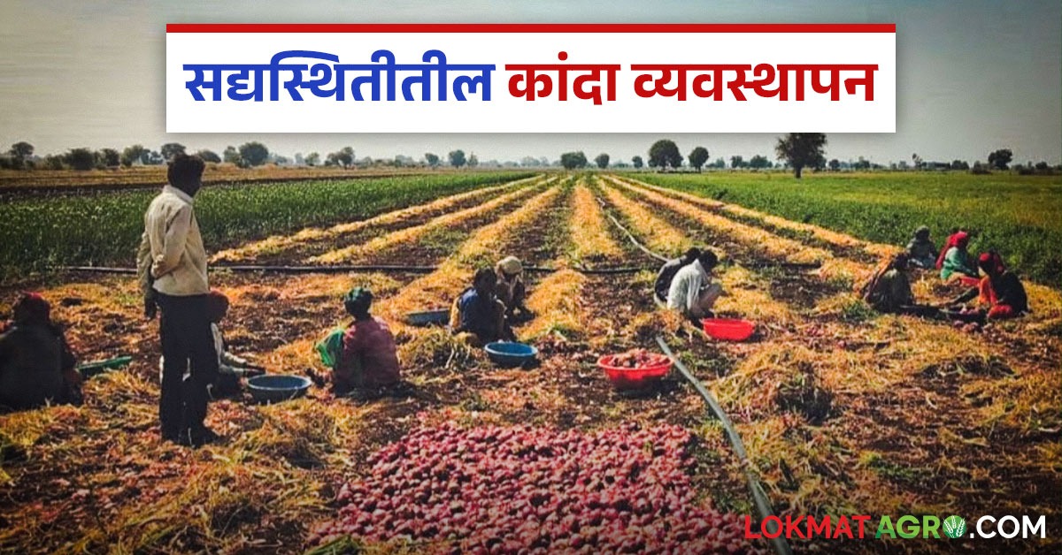 Kanda Kadhani : जर तुमचे कांदा पीक 90 दिवसांच्या अवस्थेत असेल, तर ...