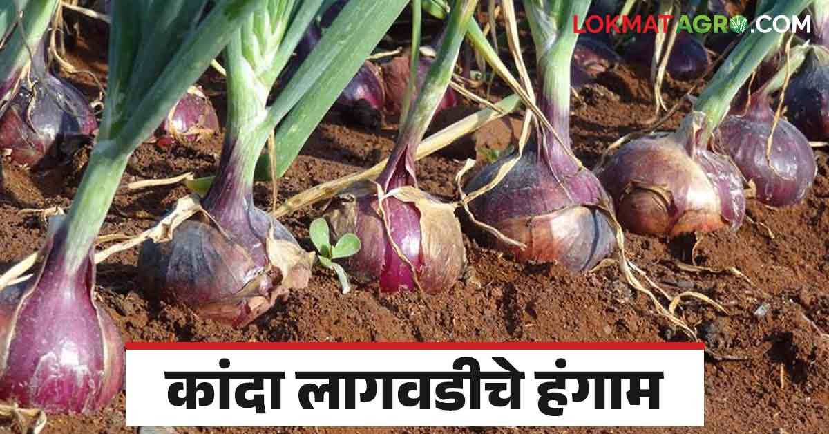 Kanda Lagwad : मार्केटमध्ये आपला कांदा कधी आणायचा यासाठी कसे कराल ...