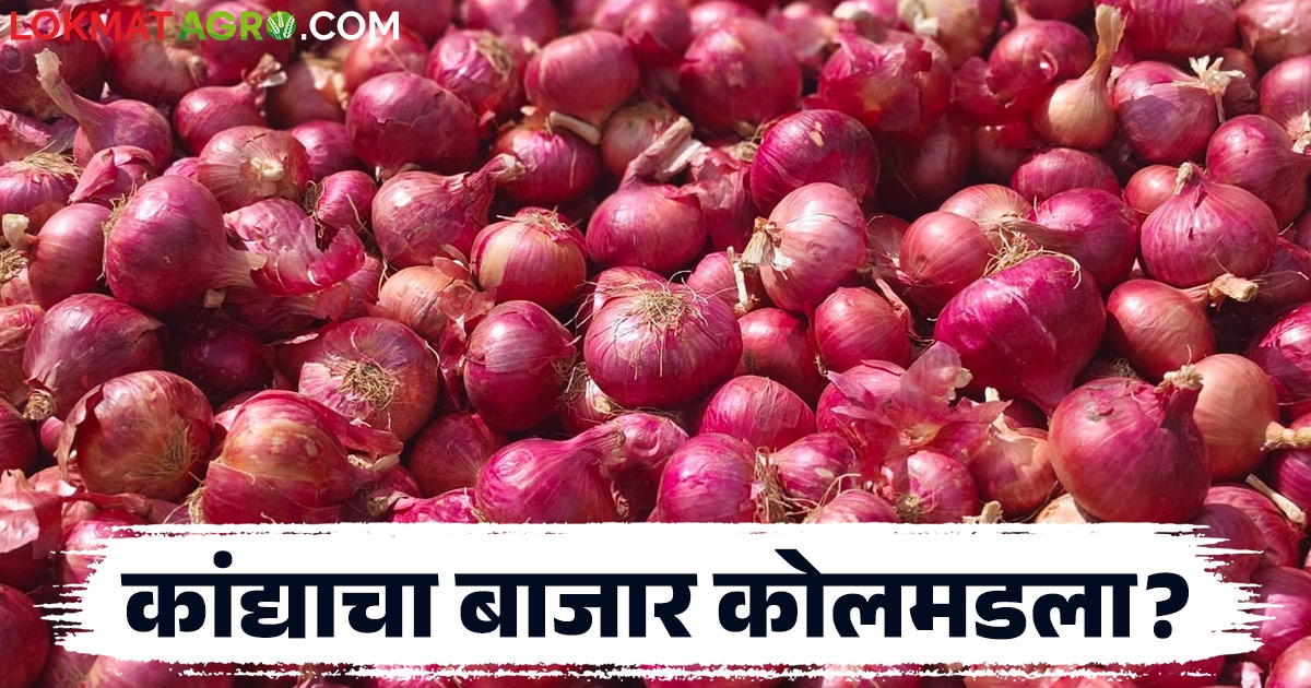latest news Today's Kanda Arrivals in the Market read in details
