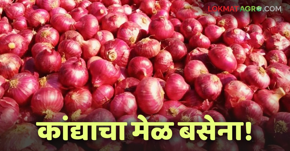 latest news Kanda Market Update read in details