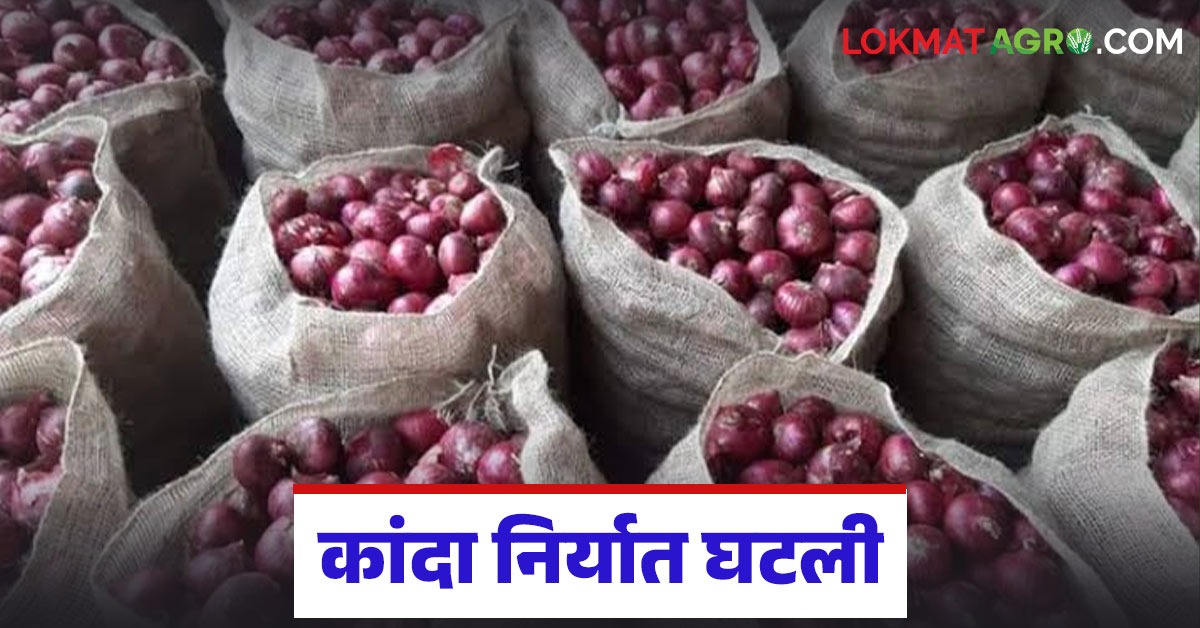 Kanda Market : कांदा मार्केटमध्ये भारताची घसरण का, आतापर्यंत निर्यात ...