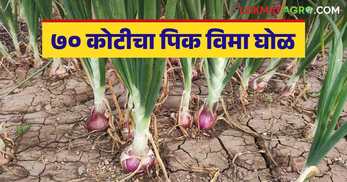 Kanda Pik Vima : राज्यात तब्बल २ लाख कांदा उत्पादक शेतकरी विम्यासाठी ...