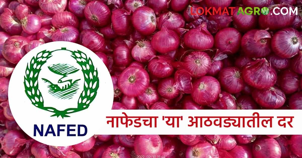 Nafed Kanda Rate : नाफेड कांदा खरेदीचा नवा दर जाहीर, पण 'या ...