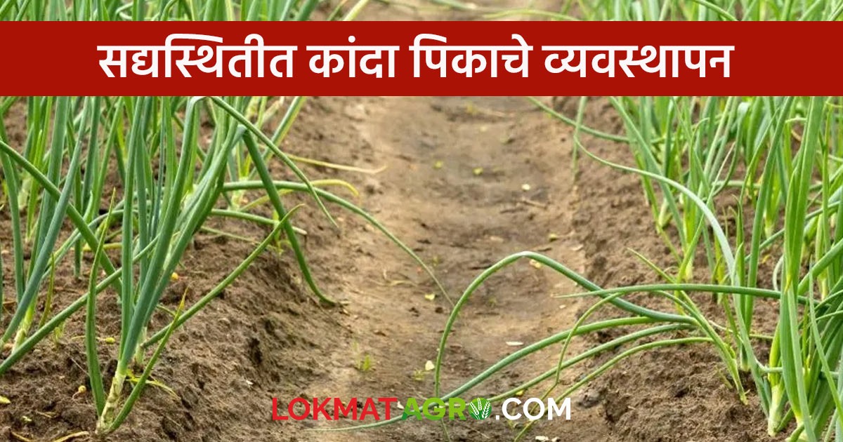 Kanda Crop Management : ढगाळ वातावरणामध्ये कांदा रोपवाटिका व पिकाची ...