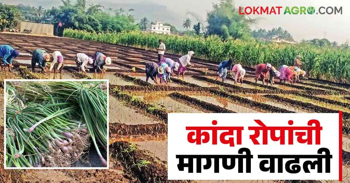 Kanda Lagwad : उन्हाळी कांदा लागवडीची लगबग कांदारोपाला आला सोन्याचा भाव ...