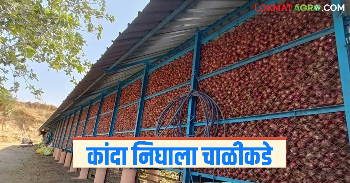 दर वाढीच्या अपेक्षेने लाखोंचा खर्च करून तयार होतायत कांदा चाळी ...
