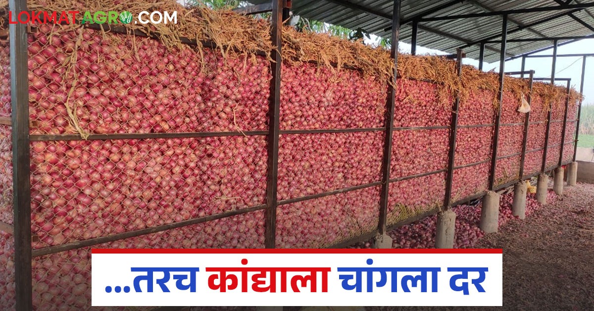 भविष्यात कांद्याला चांगला दर पाहिजे असेल तर साठवणुकीपूर्वी व साठवणुकीत ...