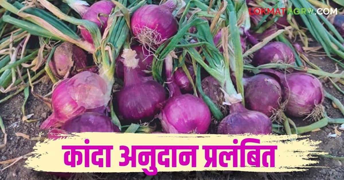 Kanda Anudan : तुमचंही कांदा अनुदान रखडलंय? नाशिकसह 'या' जिल्ह्यांतील शेतकऱ्यांना प्रतीक्षा ...
