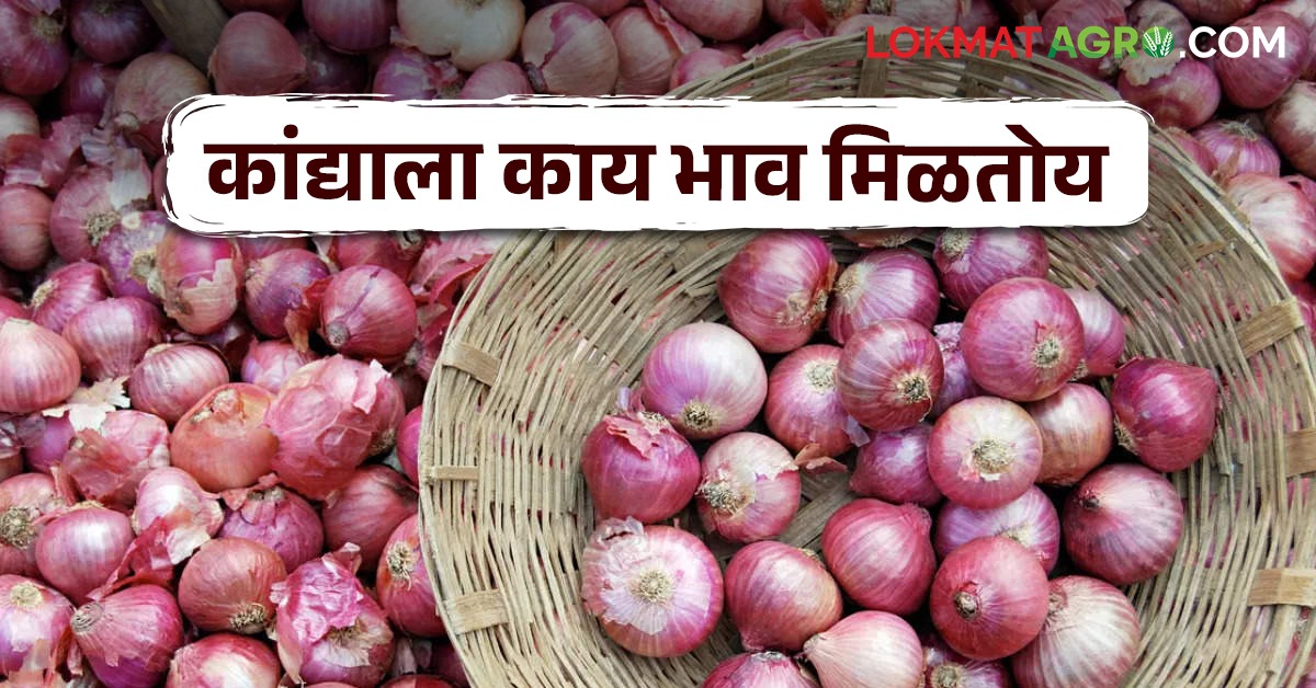 Kanda Market : कांदा दरात घसरण, राज्यातील कुठल्या बाजारात काय भाव ...