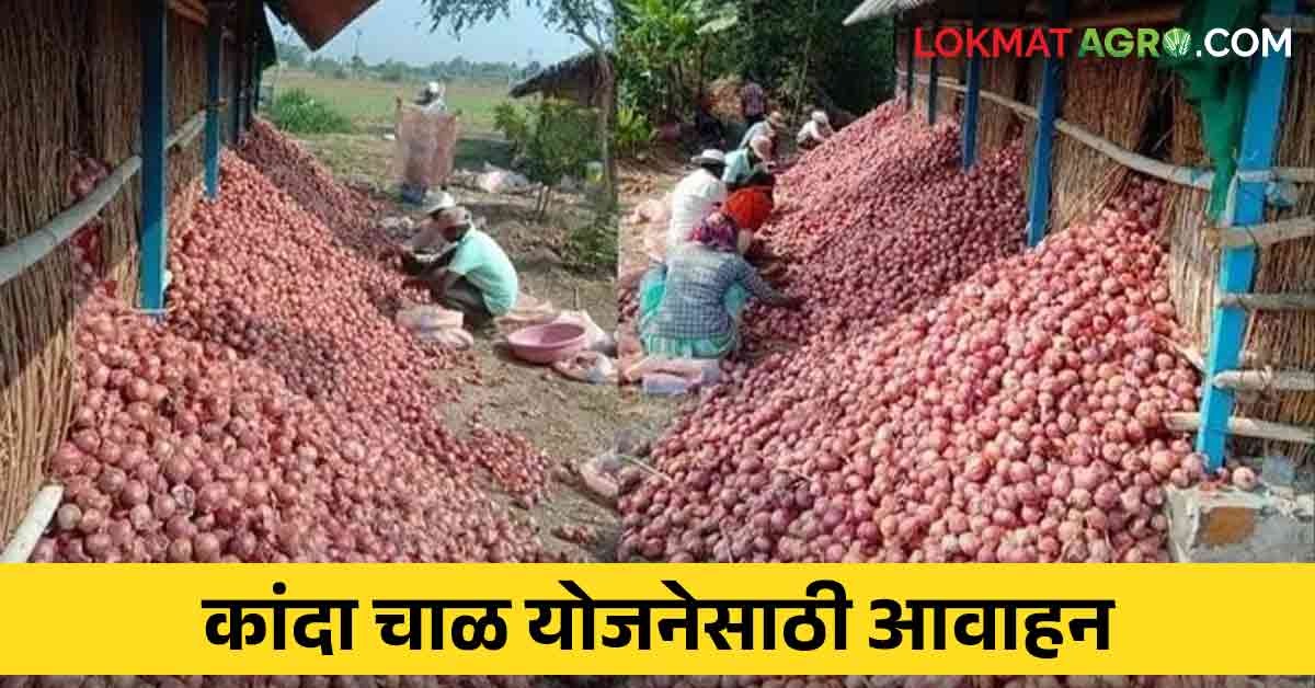 Kanda Chal Yojna : कांदा चाळ योजनेसाठी अर्ज करण्याचे आवाहन, काय आहे ही ...