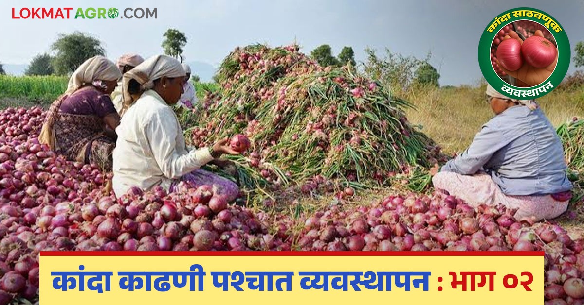 Kanda Sathvanuk : कांदा साठवणूक करतांना 'या' पाच गोष्टी लक्षात ठेवा ...