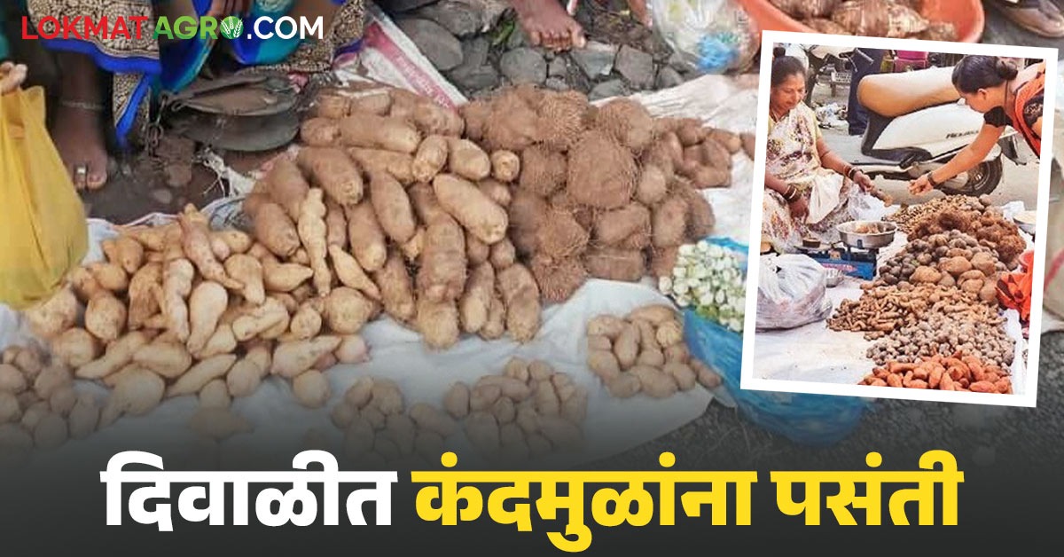 फास्ट फूडच्या जमान्यात कंदमुळांना मोठ्या प्रमाणात मागणी; आरोग्याला कसा ...