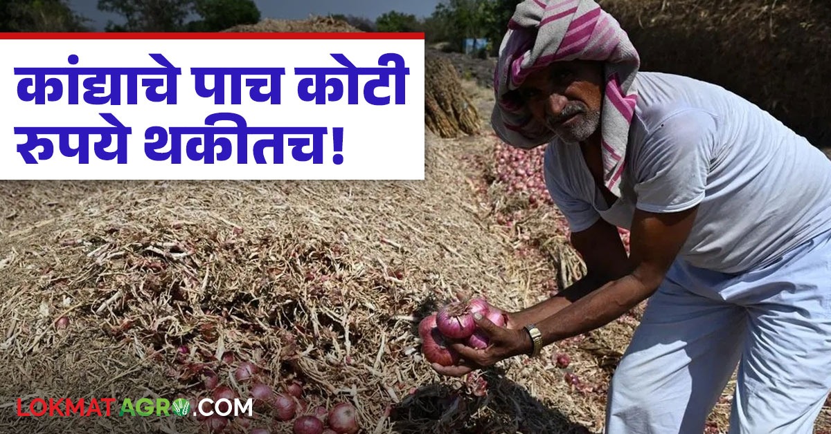 नाफेडचे कांदा खरेदी प्रकरण, नाशिकच्या 2400 शेतकऱ्यांचे 5 कोटी रुपयांचं ...