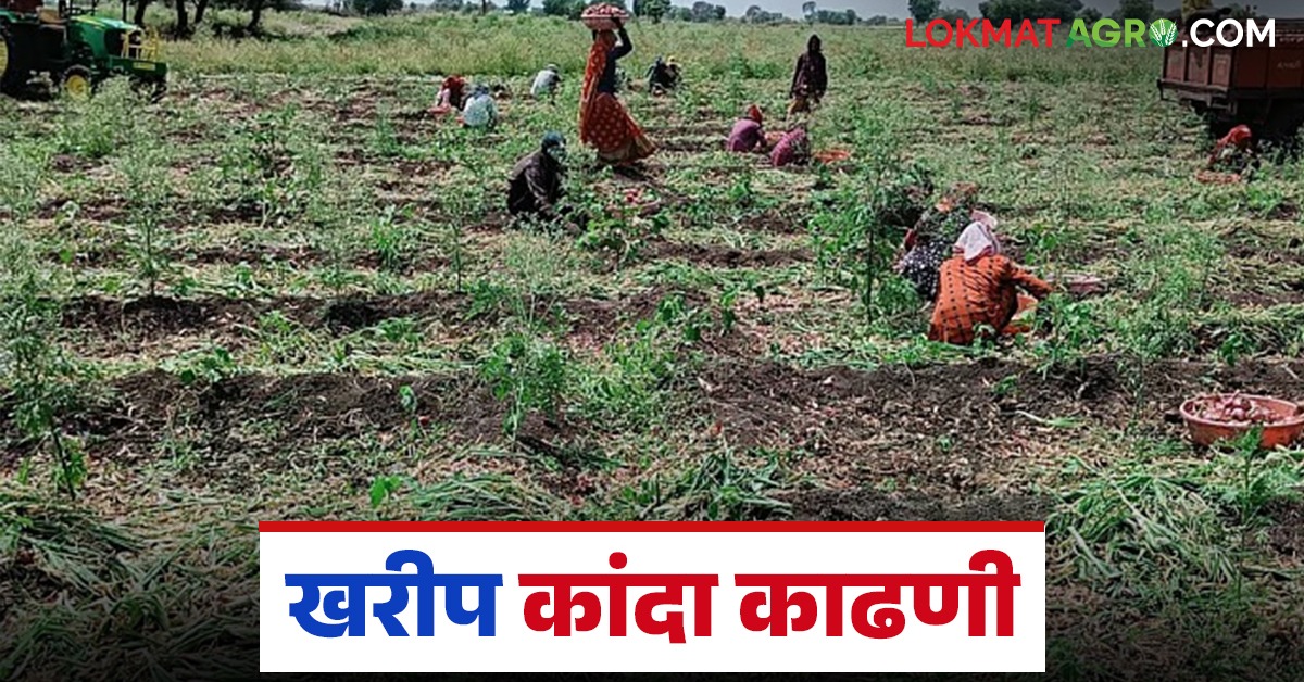 Kanda Kadhani : कांदा तयार झाला तरी माना पडतीलच असे नाही, खरीप कांदा ...
