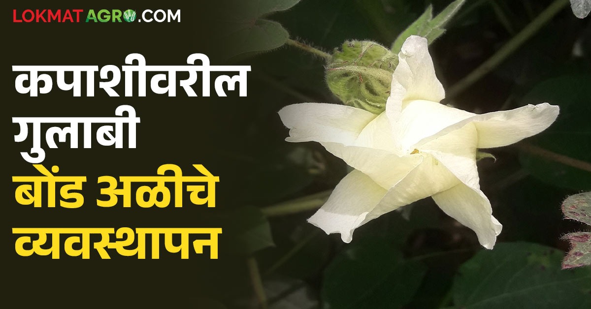 Gulabi Bond Ali : कपाशीवरील गुलाबी बोंड अळीच्या बंदोबस्तासाठी 'हे' उपाय ...
