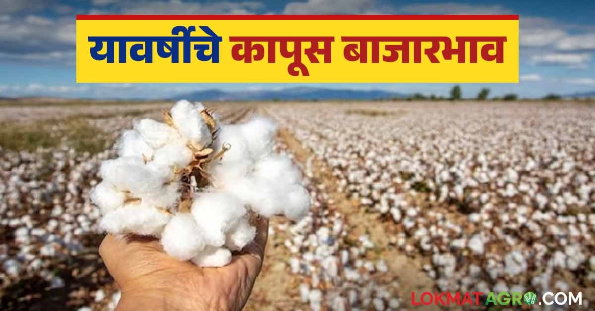 Kapus Bajarbhav : जानेवारी २०२५ मध्ये कापसाला हमीभाव मिळण्याची आशा ...
