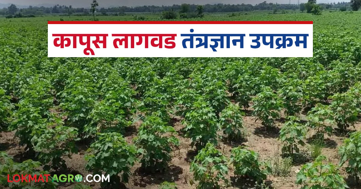 Cotton Farming : कापूस पीक उत्पादनवाढीसाठी शेतकऱ्यांना 'हे' फायदेशीर ...