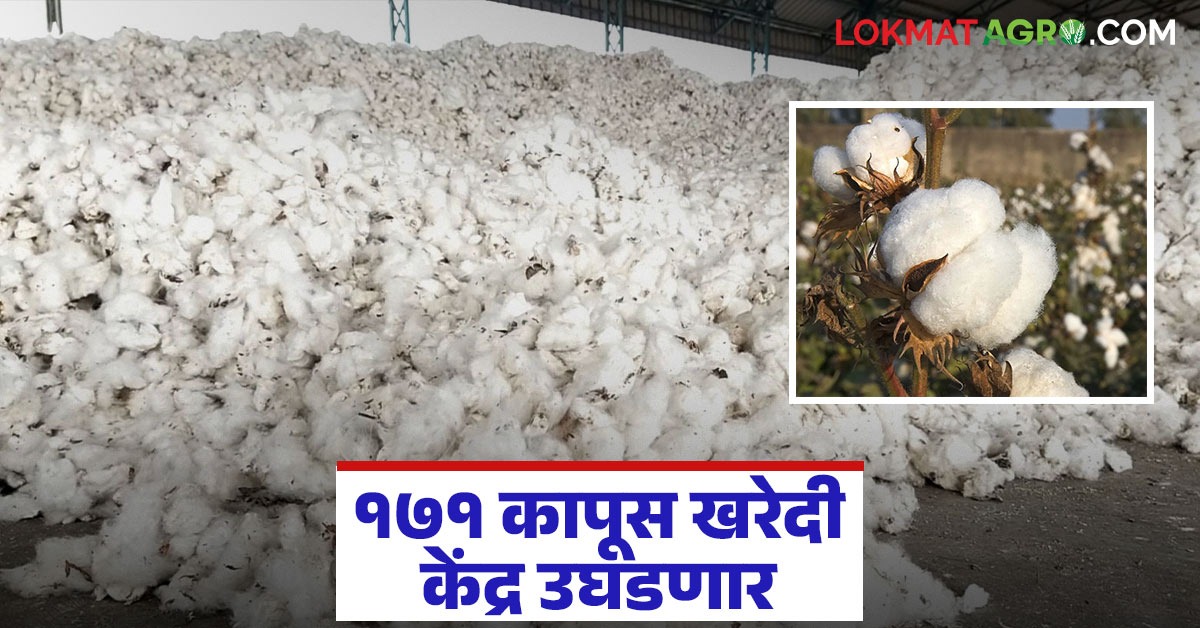 Kapus Kahredi : कापूस खरेदी सुलभ व जलद होण्यासाठी आता ॲग्रीस्टॅकच्या ...