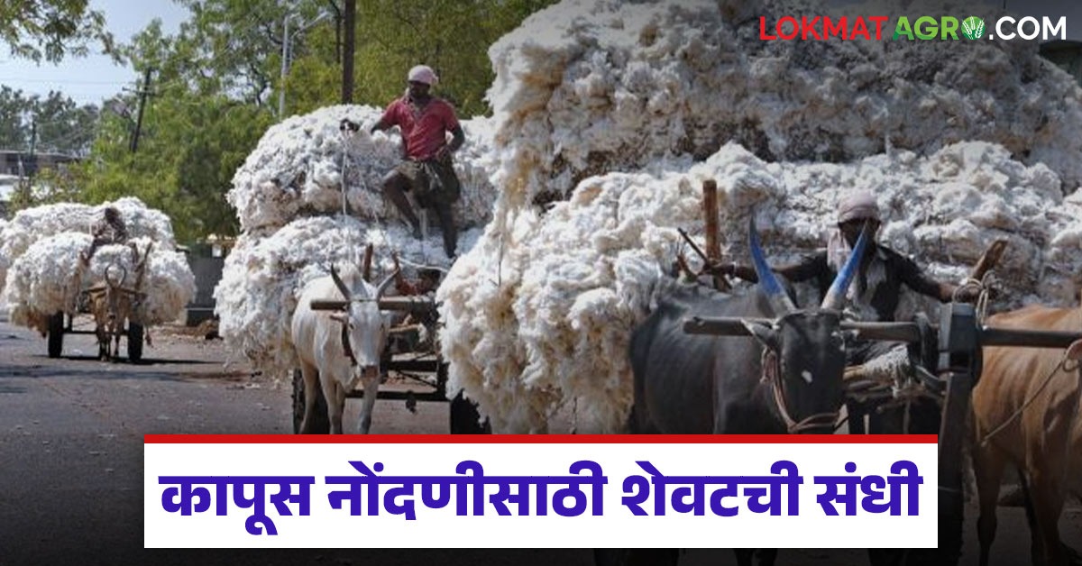 latest news Kapus Nondani Last Date: Last chance to register for cotton ...