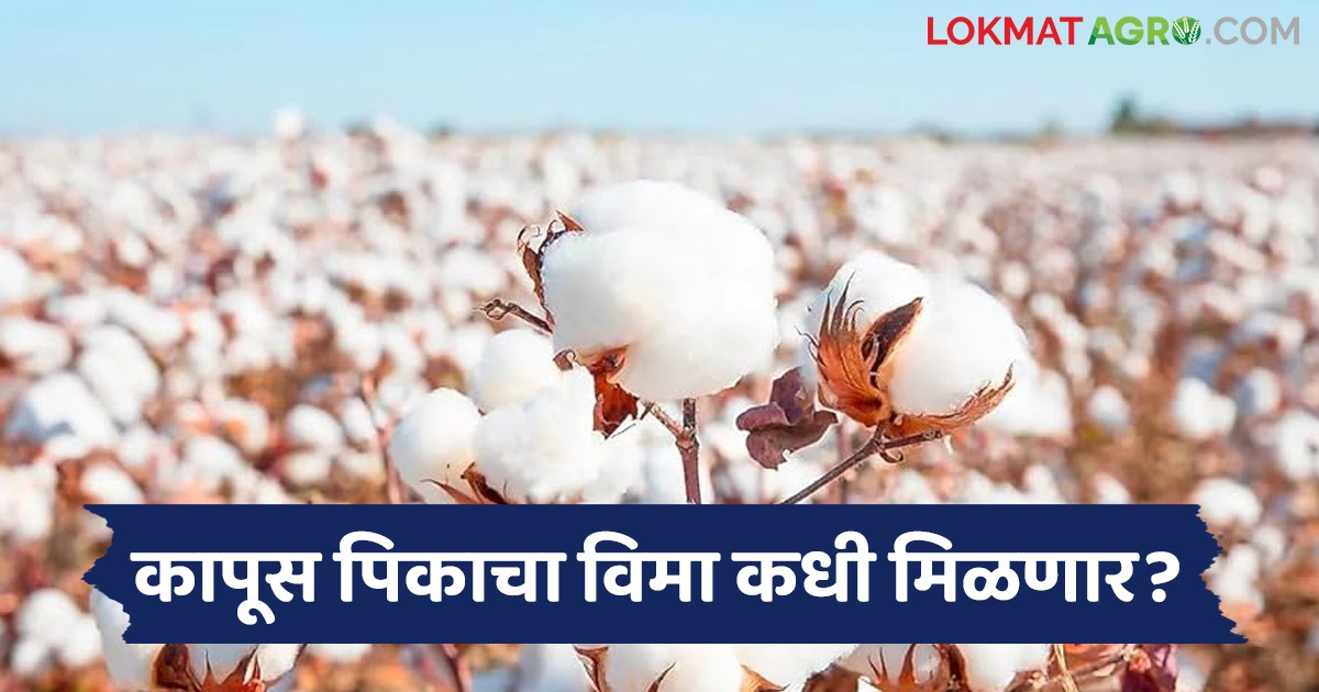 latest news Kapus Pik Vima: When will cotton crop insurance be ...