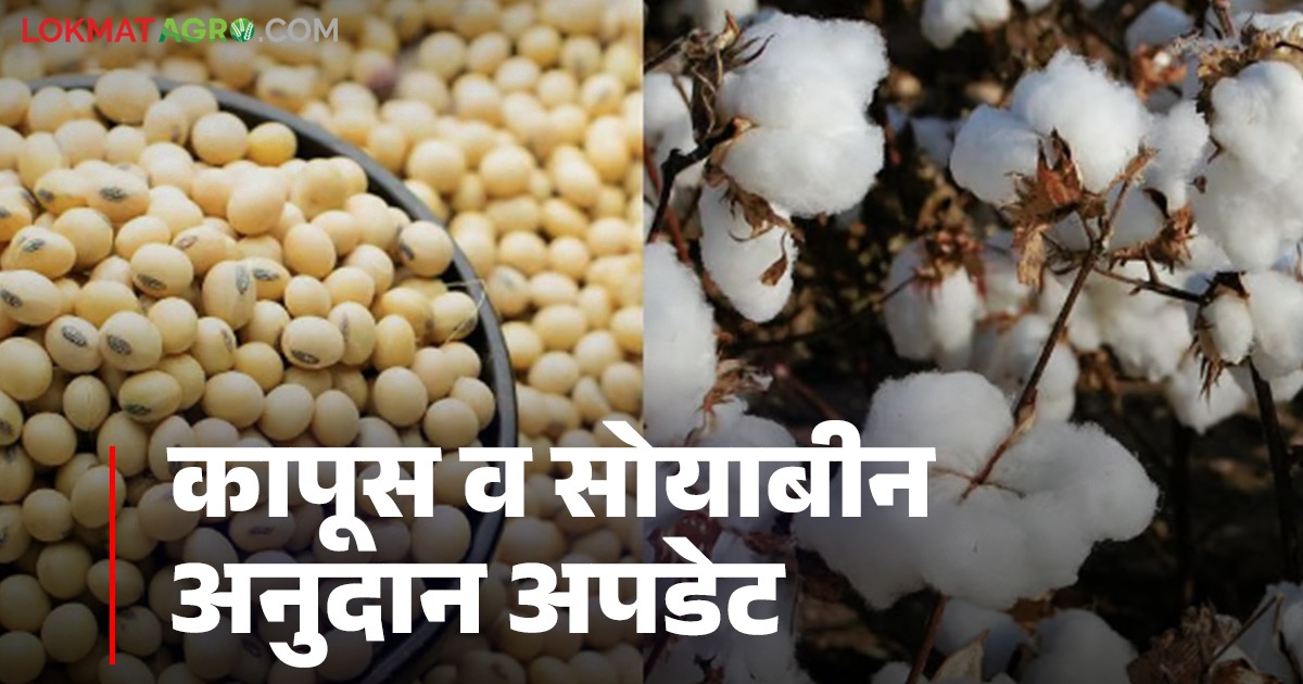 Kapus Soybean Anudan : कापूस व सोयाबीन अनुदान न मिळालेल्या ...