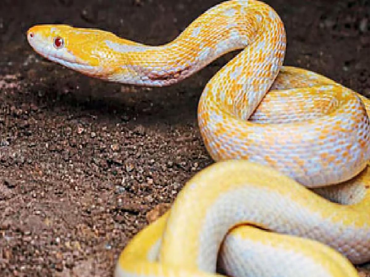 Satara: येरवळेत आढळला दुर्मीळ 'अलबिनो तस्कर' Satara Marathi News | Rare ...