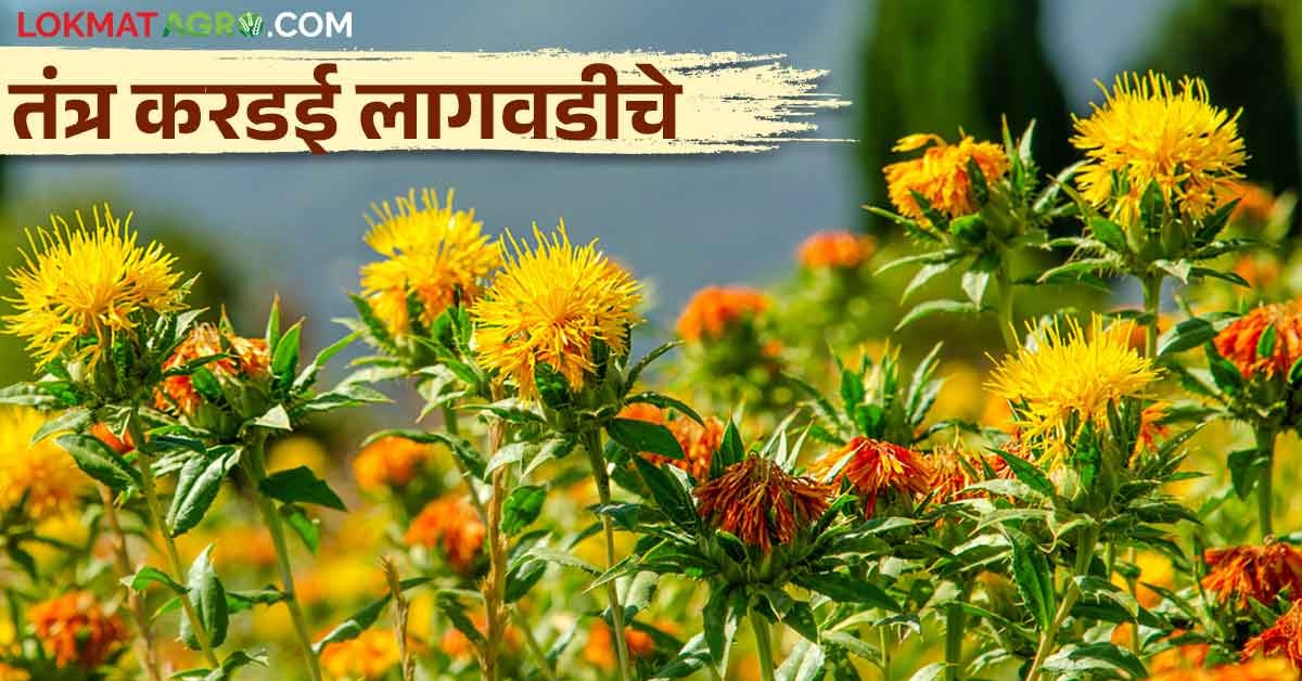 Kardai Lagvad : करडईच्या तेलाला मोठी मागणी, कशी कराल करडईची लागवड ...