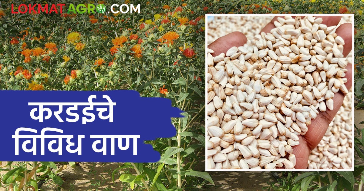 Kardai Lagvad : करडई पिकाची लागवड करताय? कोणते वाण निवडाल? | Kardai ...