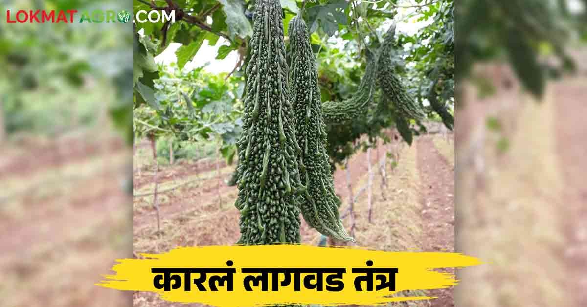 Karale Lagwad : कारले लागवडीचे नियोजन करताय कोणते वाण निवडाल अन् कशी ...