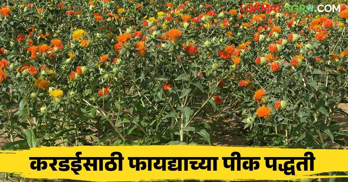 Kardai Perani : करडईची पेरणी करण्याचं नियोजन करताय मग कोणती पीक पद्धती ...