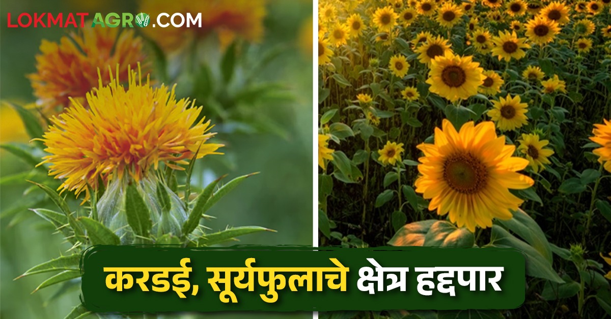 कडधान्यांचे आगर असलेल्या आष्टी तालुक्यातून करडई, सुर्यफुलाचे क्षेत्र ...