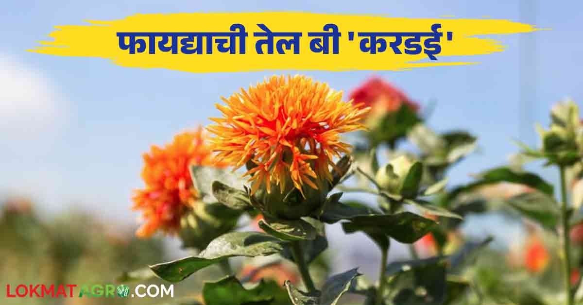 Kardai Lagvad : करडईचे अधिक उत्पादन मिळण्यासाठी कसे कराल लागवड ...