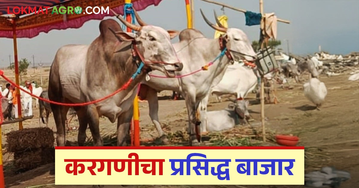 देशी जातिवंत खिलार गाई व खोंड, बैलांना मोठी मागणी; करगणी बाजारात ४ ...
