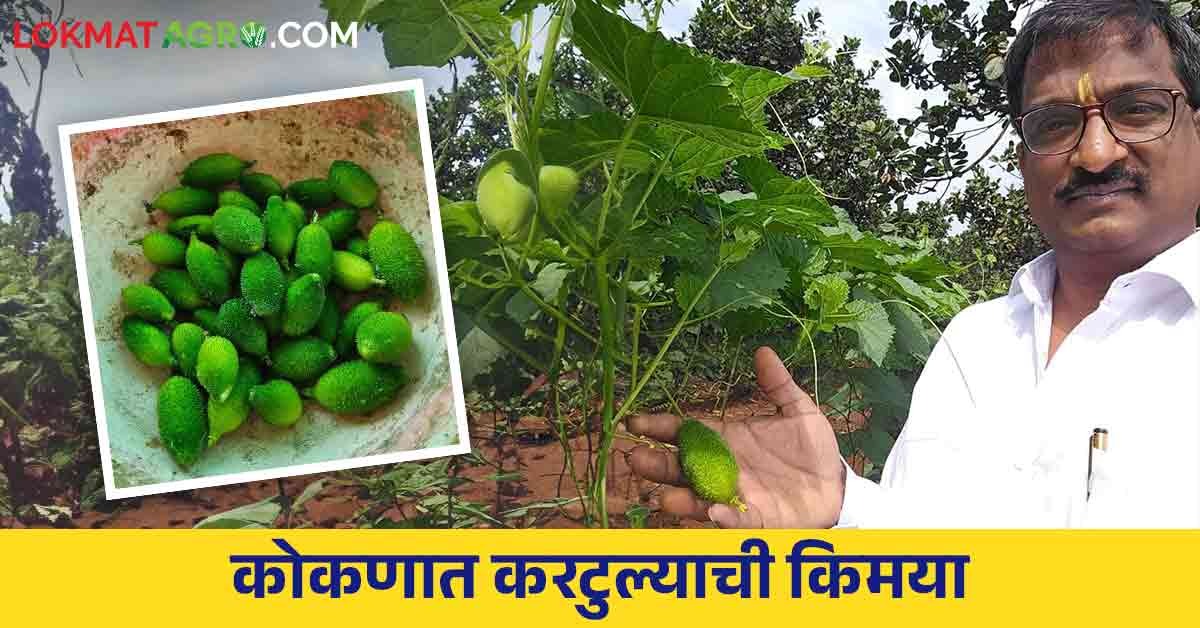 काजू बागेत आंतरपीक म्हणून केली करटुल्याची शेती अन् भगवानराव झाले ...